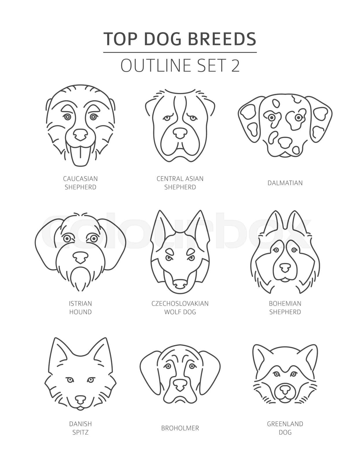 Line Art Popular Dog Breeds Canine Breeds Cute Muzzle In, 46% OFF