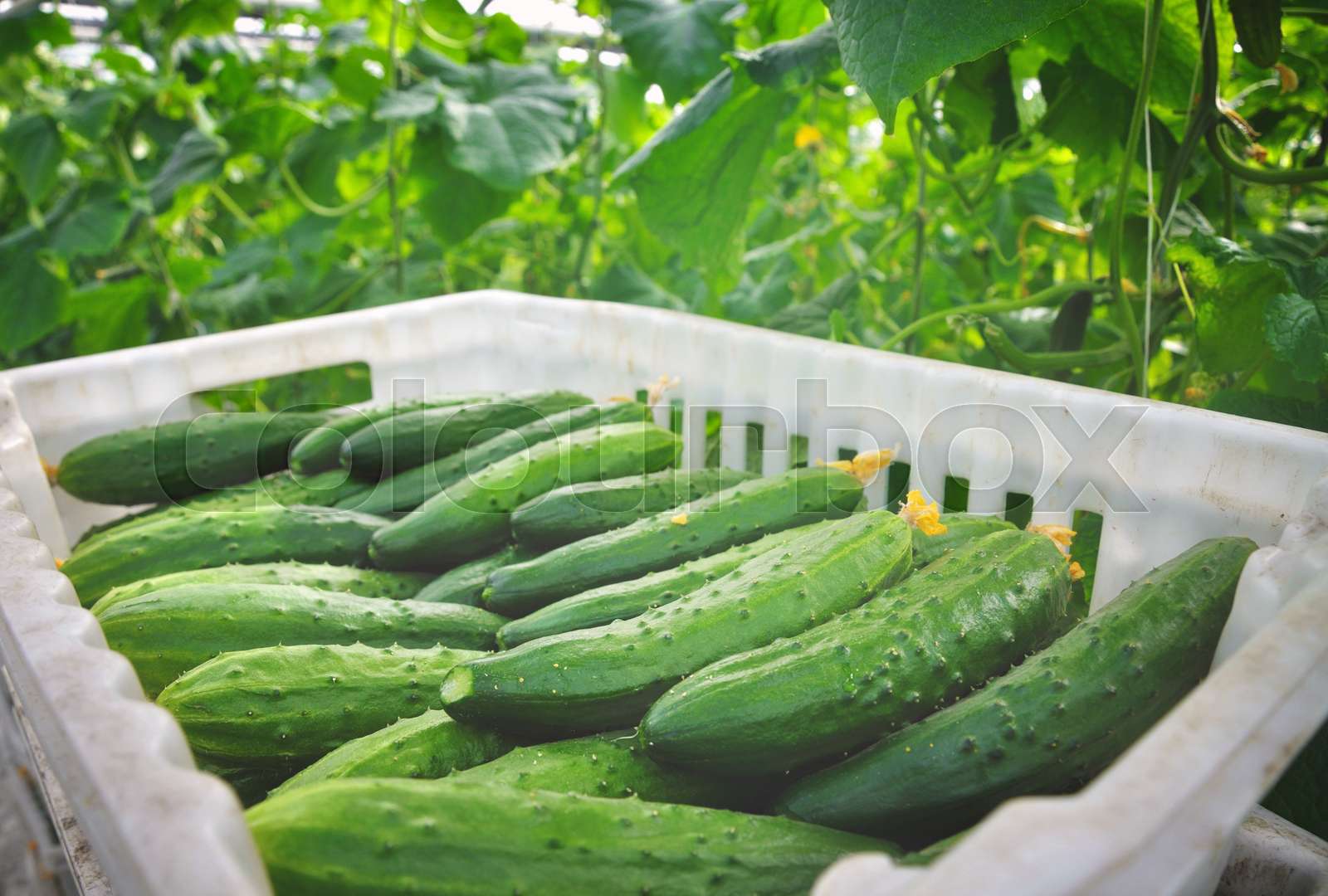 cucumbers in a box | Stock image | Colourbox