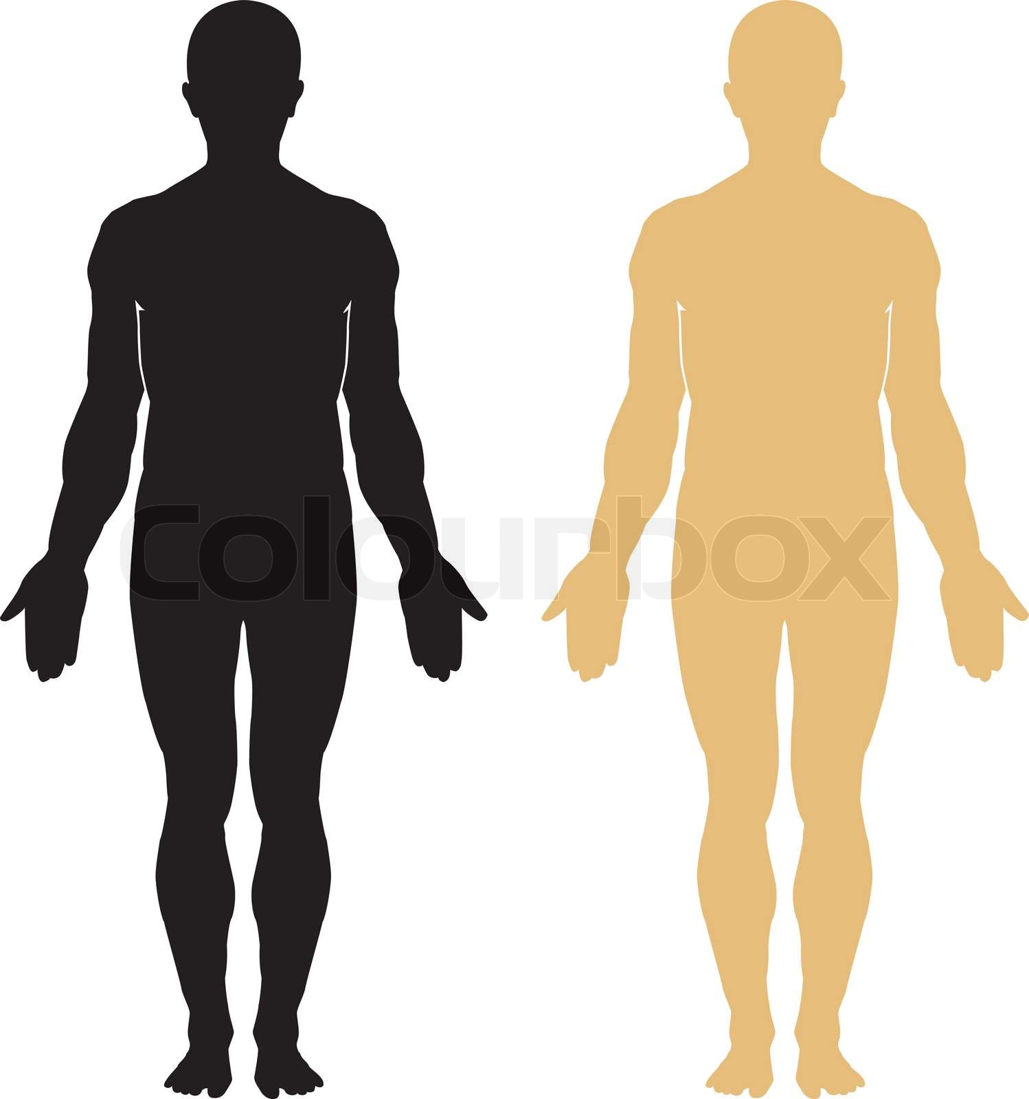 Mand menneskelige anatomi | Stock vektor | Colourbox