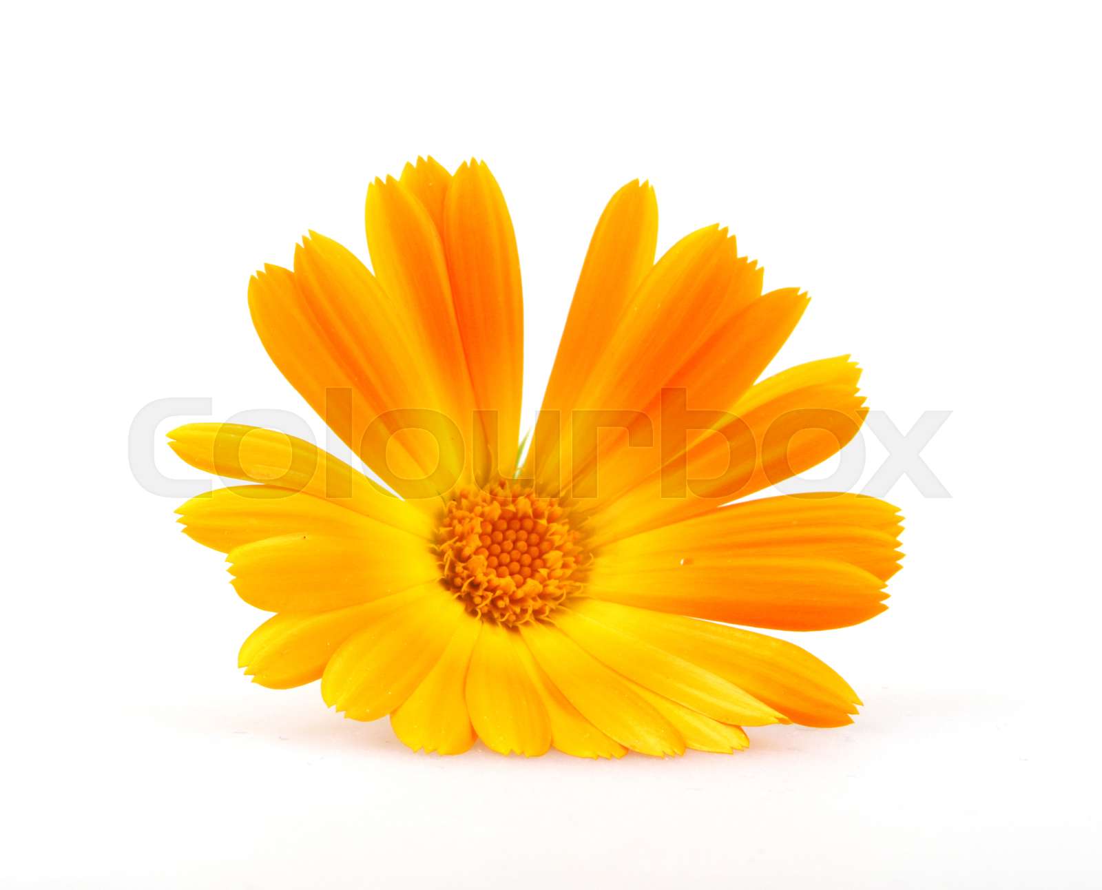 Marigold - Calendula Officinalis | Stock image | Colourbox