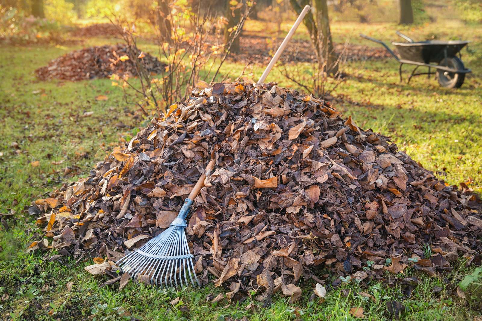 Pile of fallen leaves in a yard. | Stock image | Colourbox