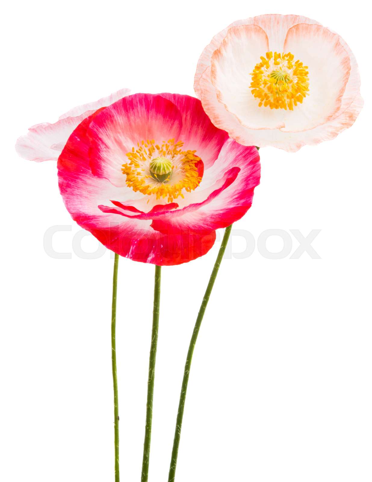 beautiful poppies isolated | Stock image | Colourbox