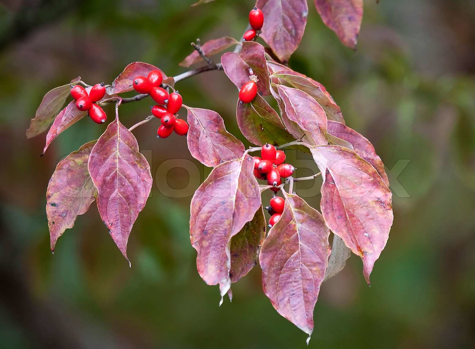 Tree branch with red leaves and berries | Stock image | Colourbox