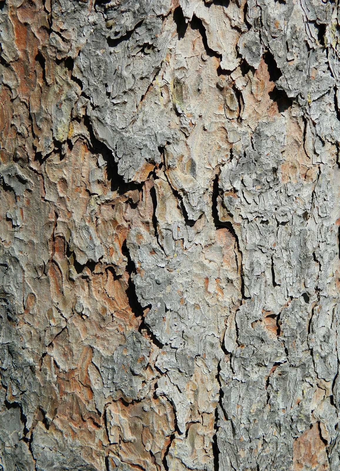 tree texture | Stock image | Colourbox