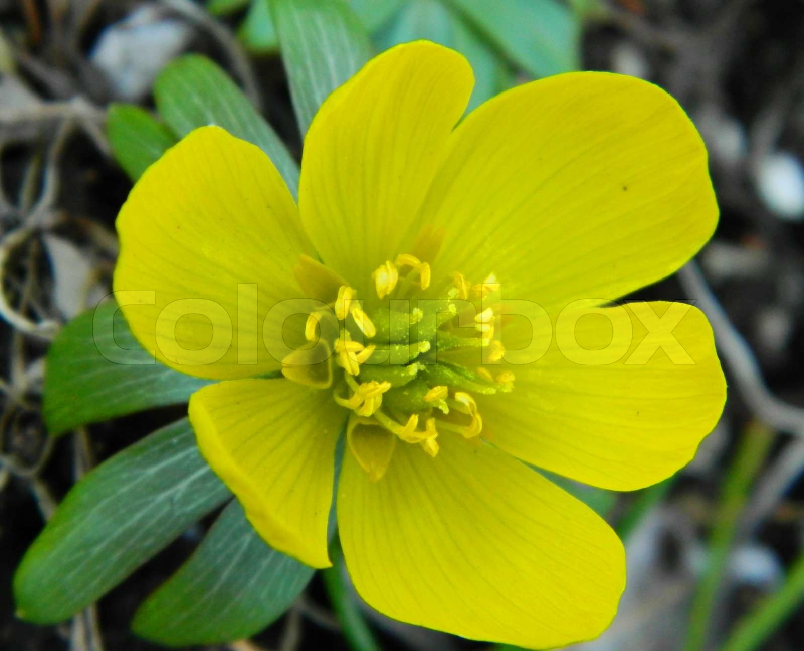 yellow buttercup flowers | Stock image | Colourbox