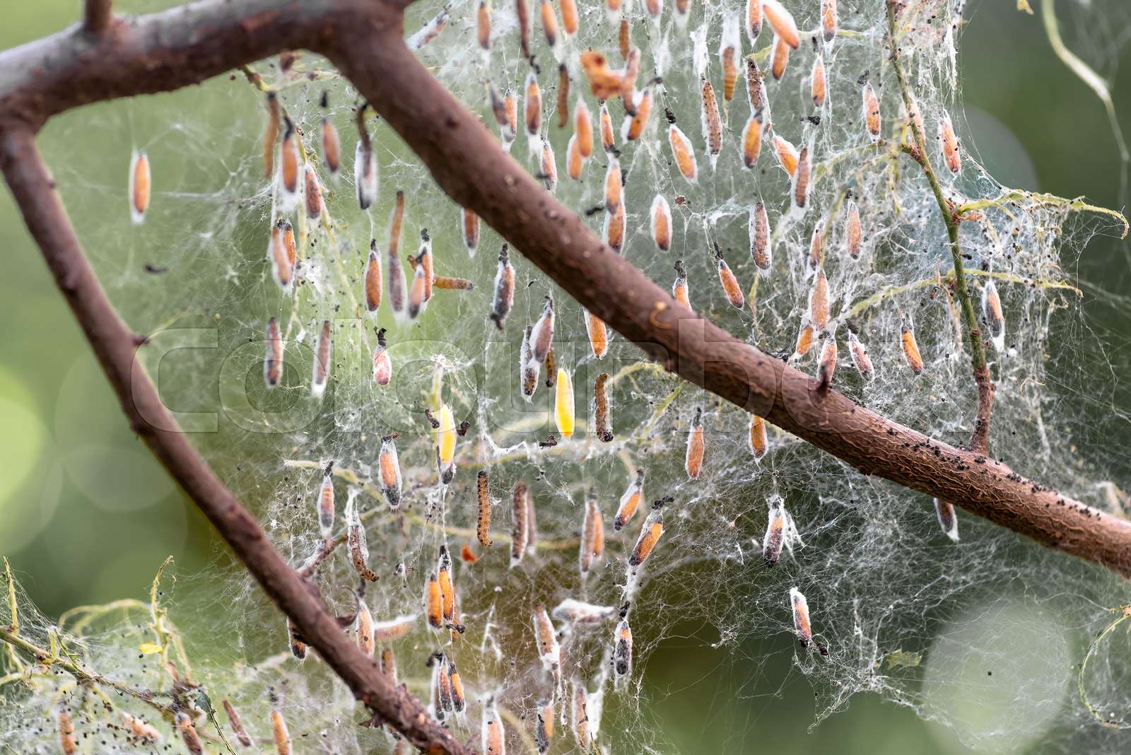 Colony of moth larvae closeup in the web on tree | Stock image | Colourbox