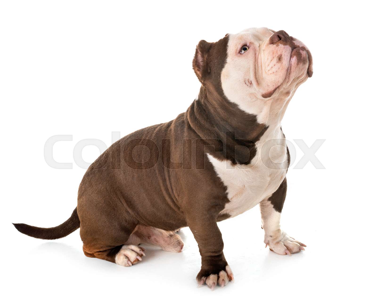 male american bully | Stock image | Colourbox