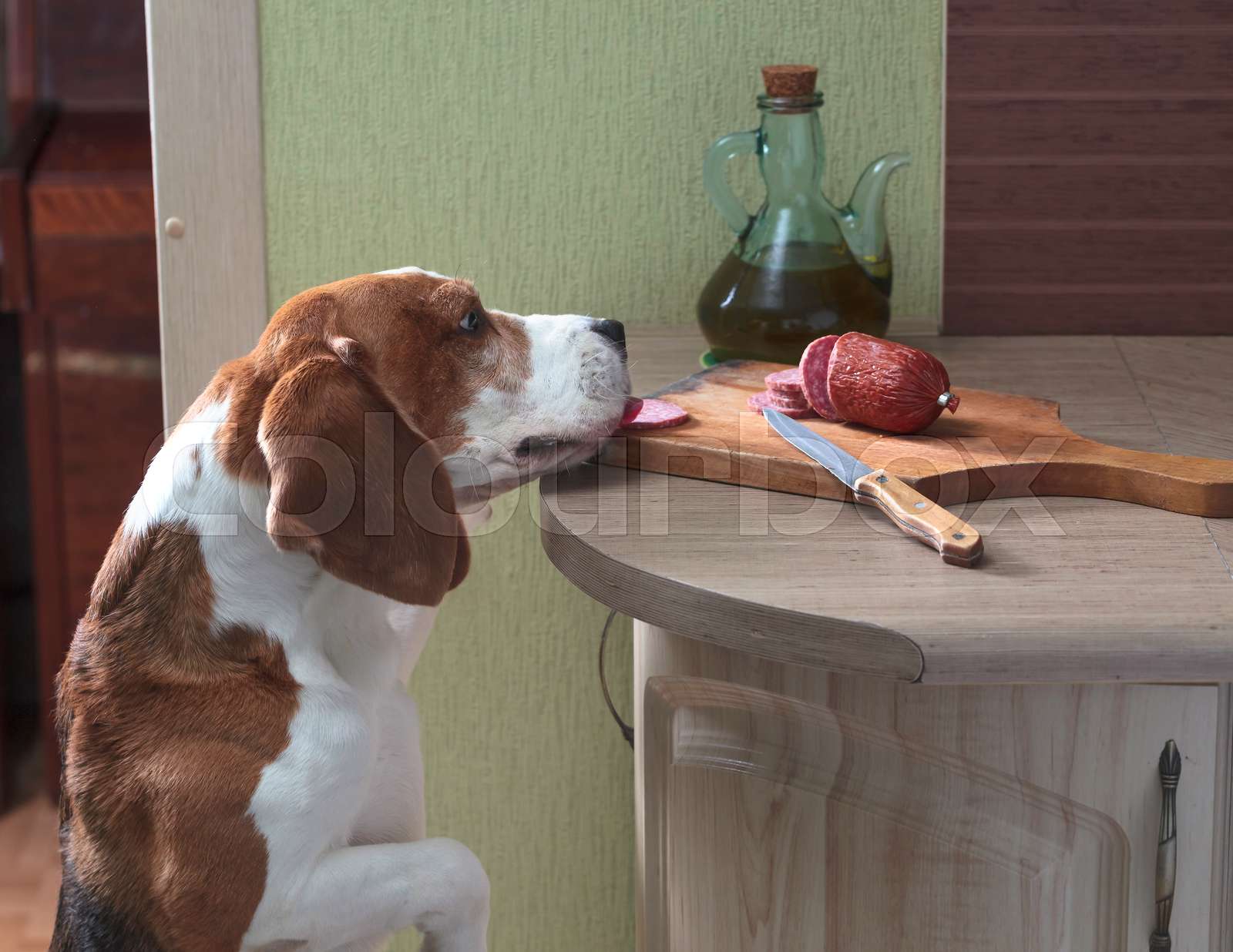 Cute Beagle eats smoked sausage. | Stock image | Colourbox