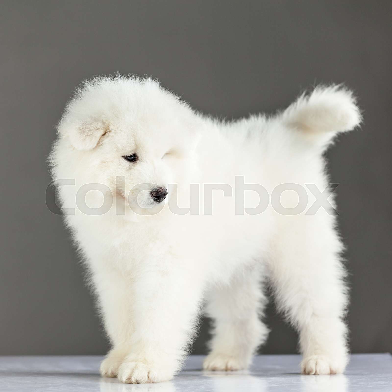 Samoyed puppy dog. | Stock image | Colourbox