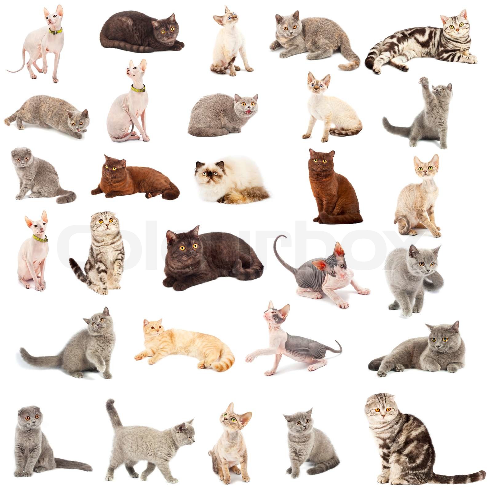 Collection of a cats | Stock image | Colourbox