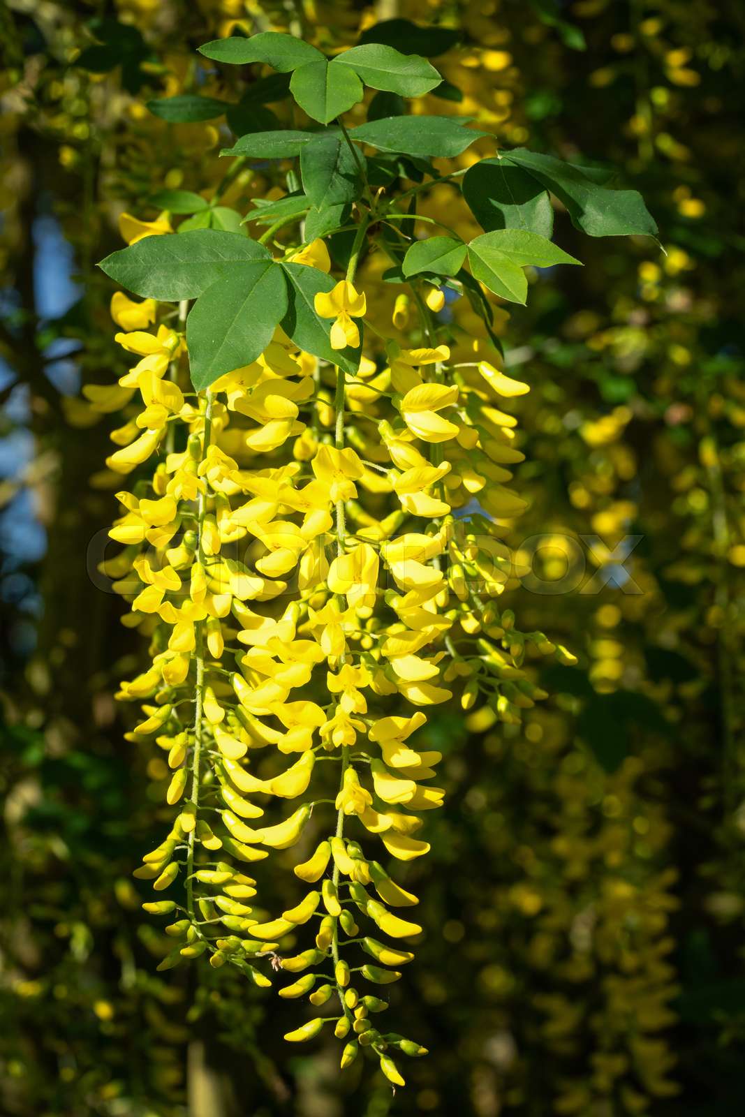 Common Laburnum, Laburnum anagyroides | Stock image | Colourbox