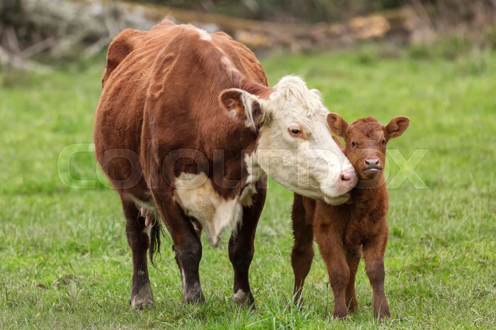 Momma Cow and Calf Sharing a Nuzzle | Stock image | Colourbox