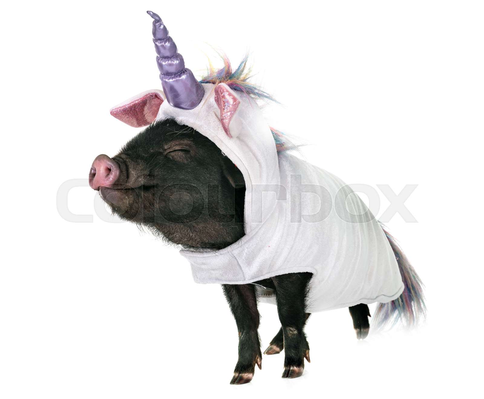 unicorn vietnamese pig in studio | Stock image | Colourbox