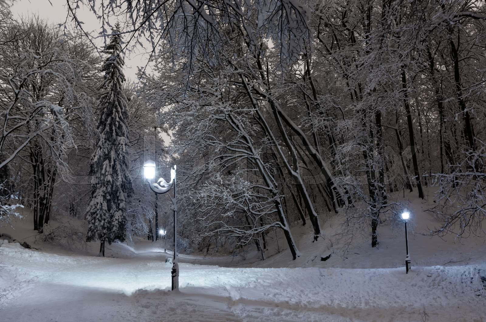 Night winter park in Lviv, Ukraine | Stock image | Colourbox