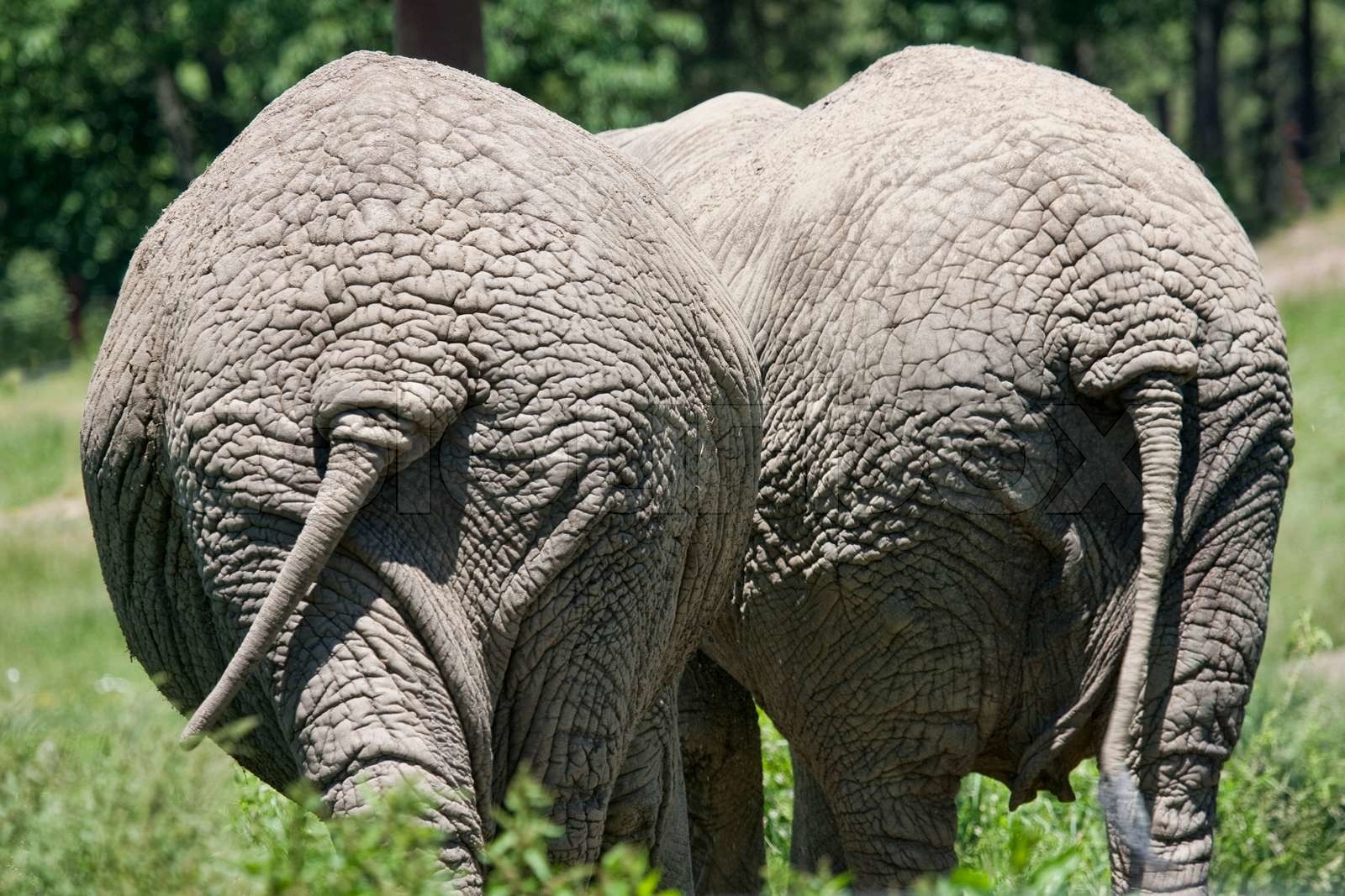 Ryg mod ryg | Stock foto | Colourbox