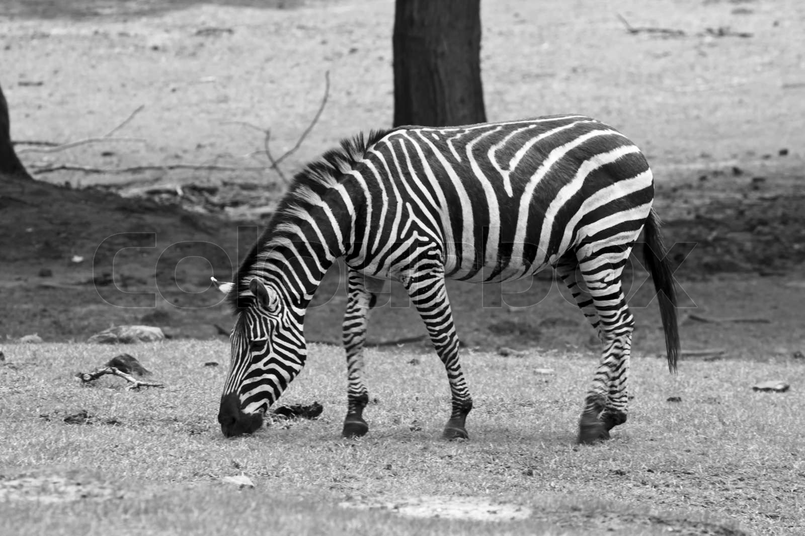 Essen Zebra | Stock Bild | Colourbox