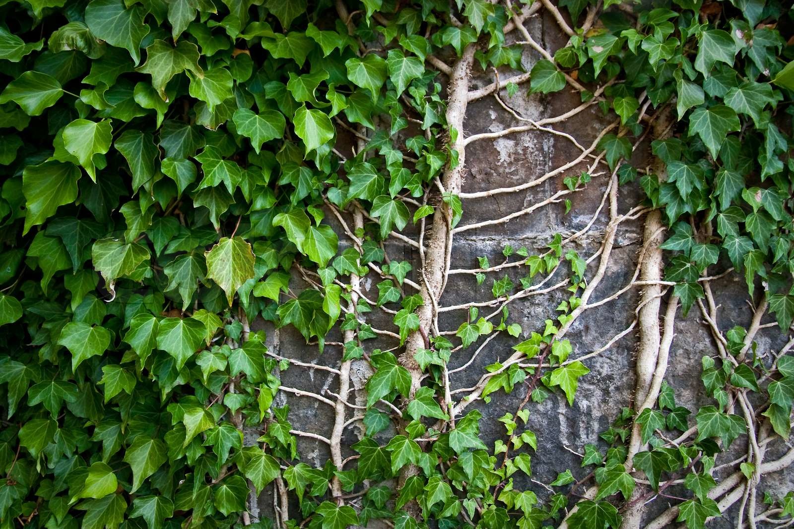 Creeper plant on a wall | Stock image | Colourbox