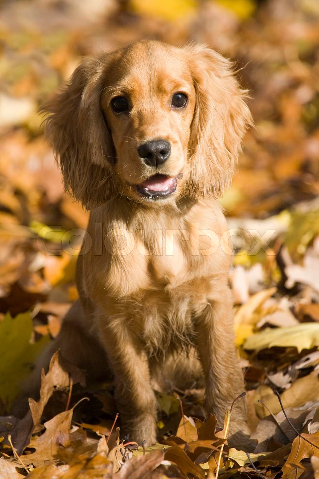 Engelsk Cocker Spaniel | Stock foto | Colourbox