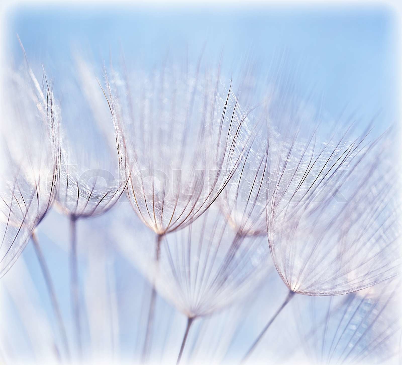 Blue abstract dandelion flower background, extreme closeup with soft ...