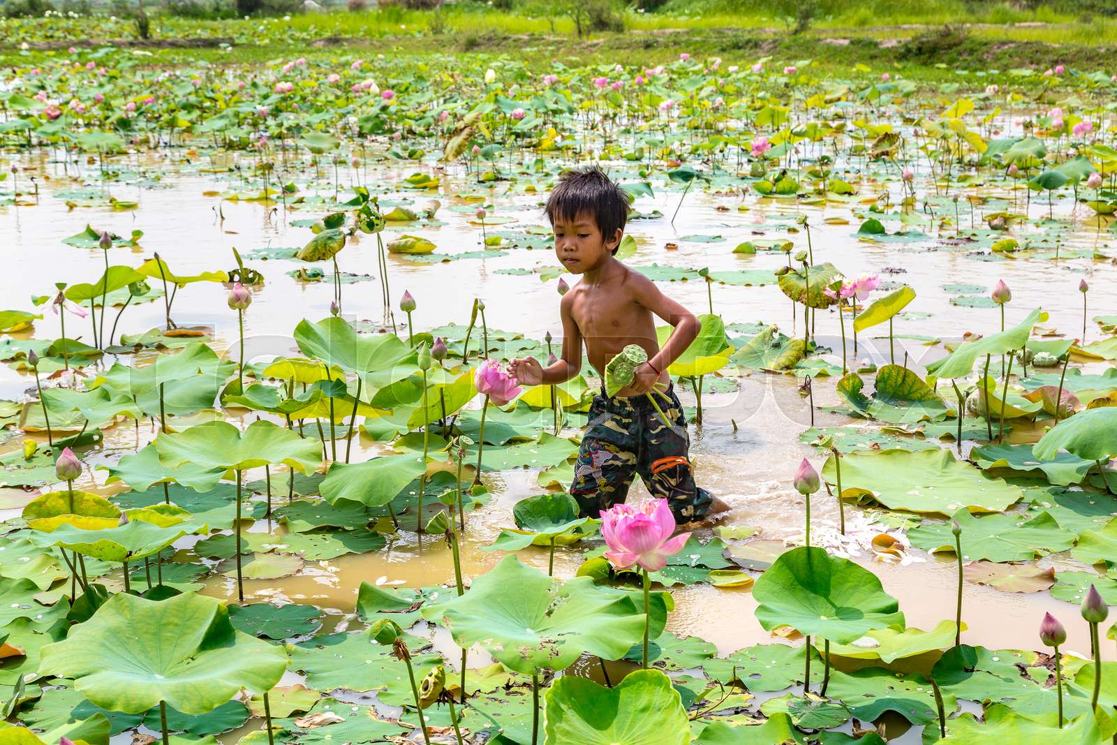 Lotus farm in Cambodia | Stock image | Colourbox