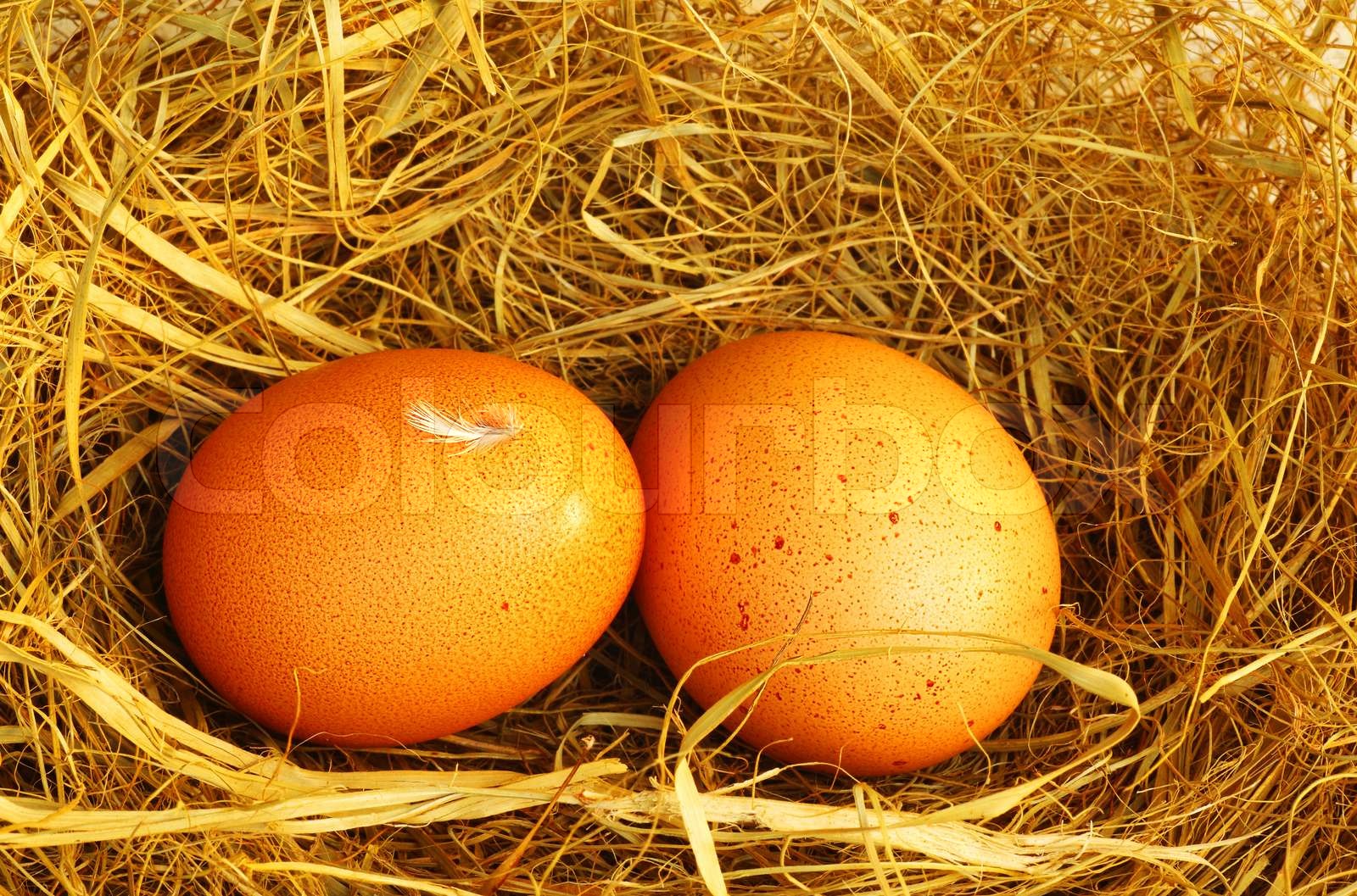 Zwei goldene Eier | Stock Bild | Colourbox