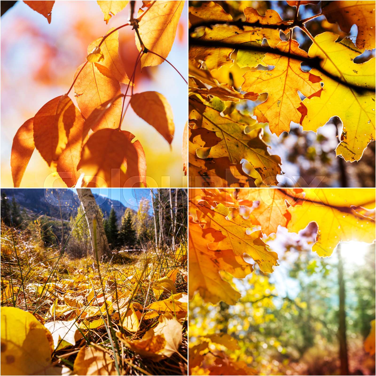 Autumn collage | Stock image | Colourbox