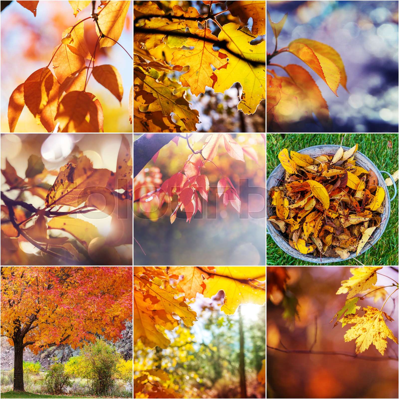 Autumn collage | Stock image | Colourbox