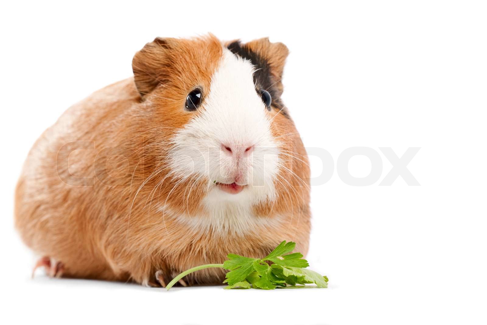 Funny marsvin portræt over hvide baggrund | Stock foto | Colourbox