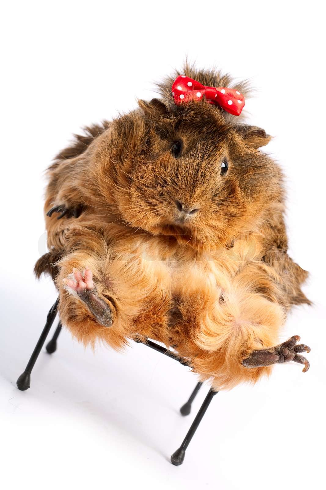 Dårlig kost Funny marsvin portræt over hvide baggrund | Stock foto ...