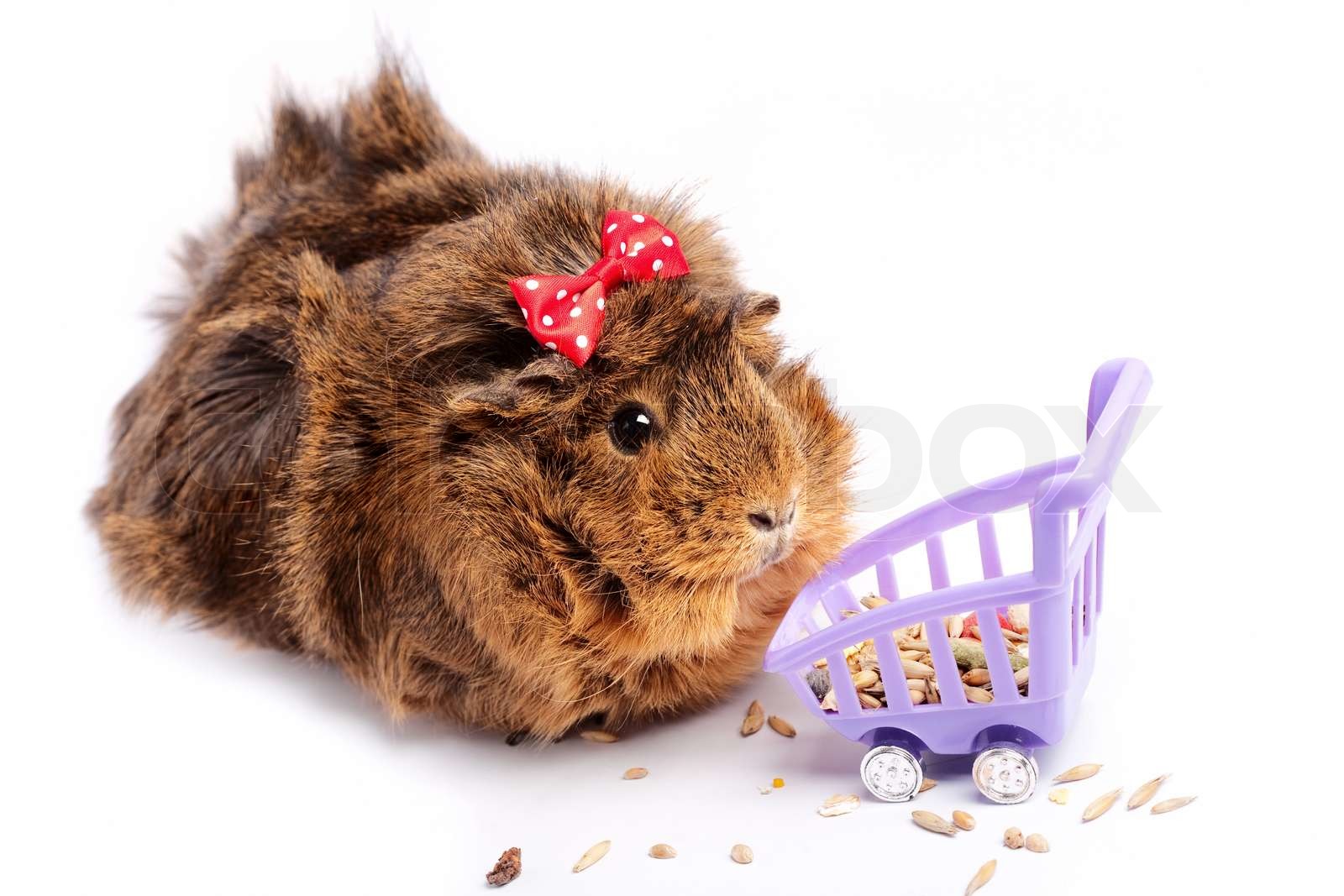 Shopping Funny marsvin portræt over hvide baggrund | Stock foto | Colourbox