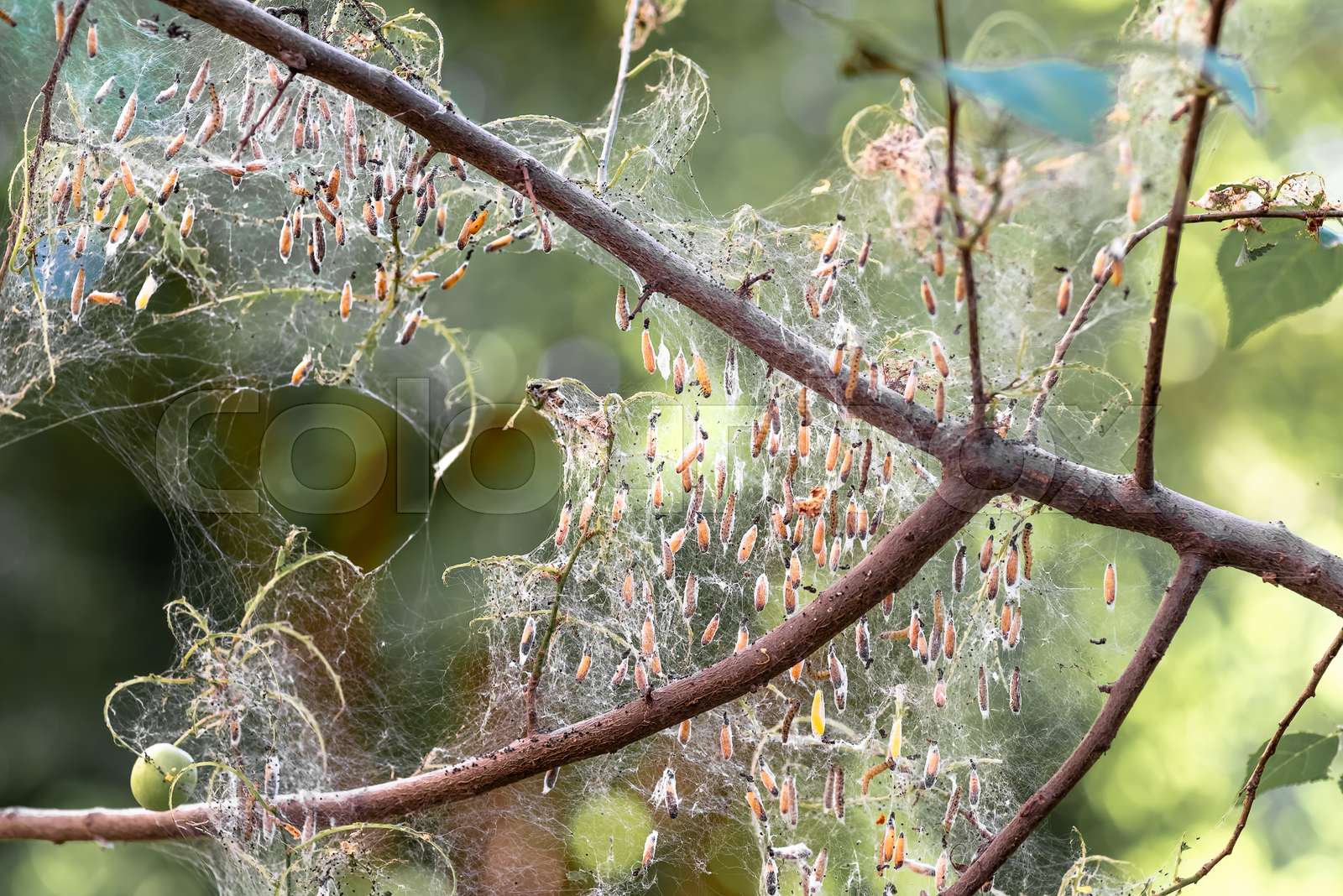 Colony of moth larvae closeup in the web on tree | Stock image | Colourbox