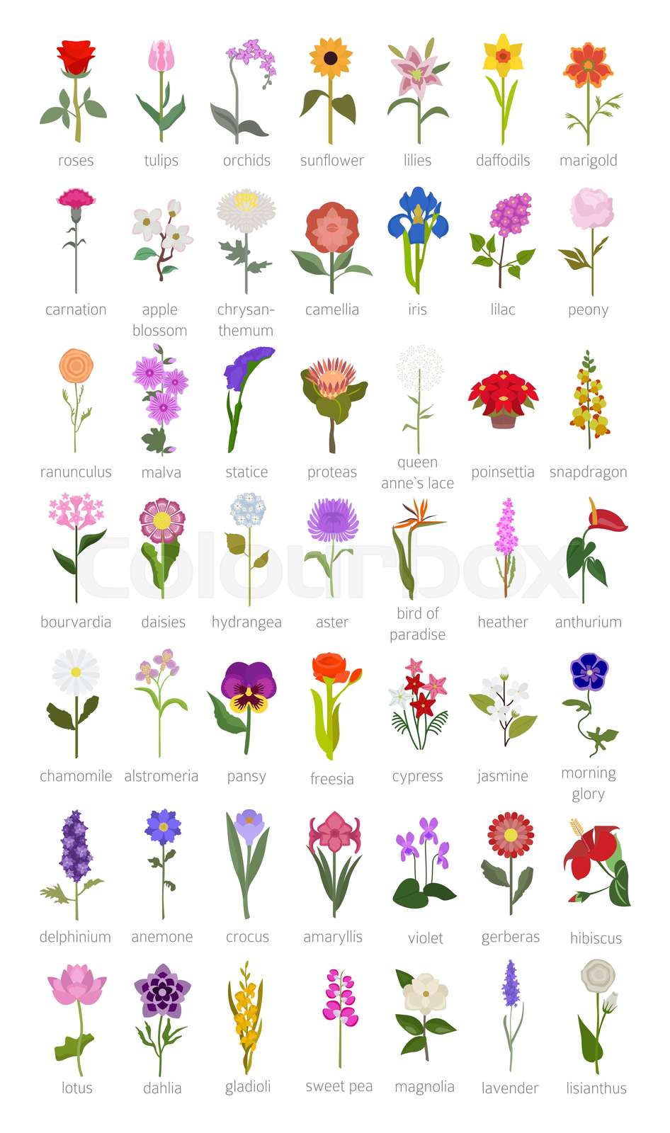 Your garden guide. Top 50 most popular flowers infographic | Stock ...