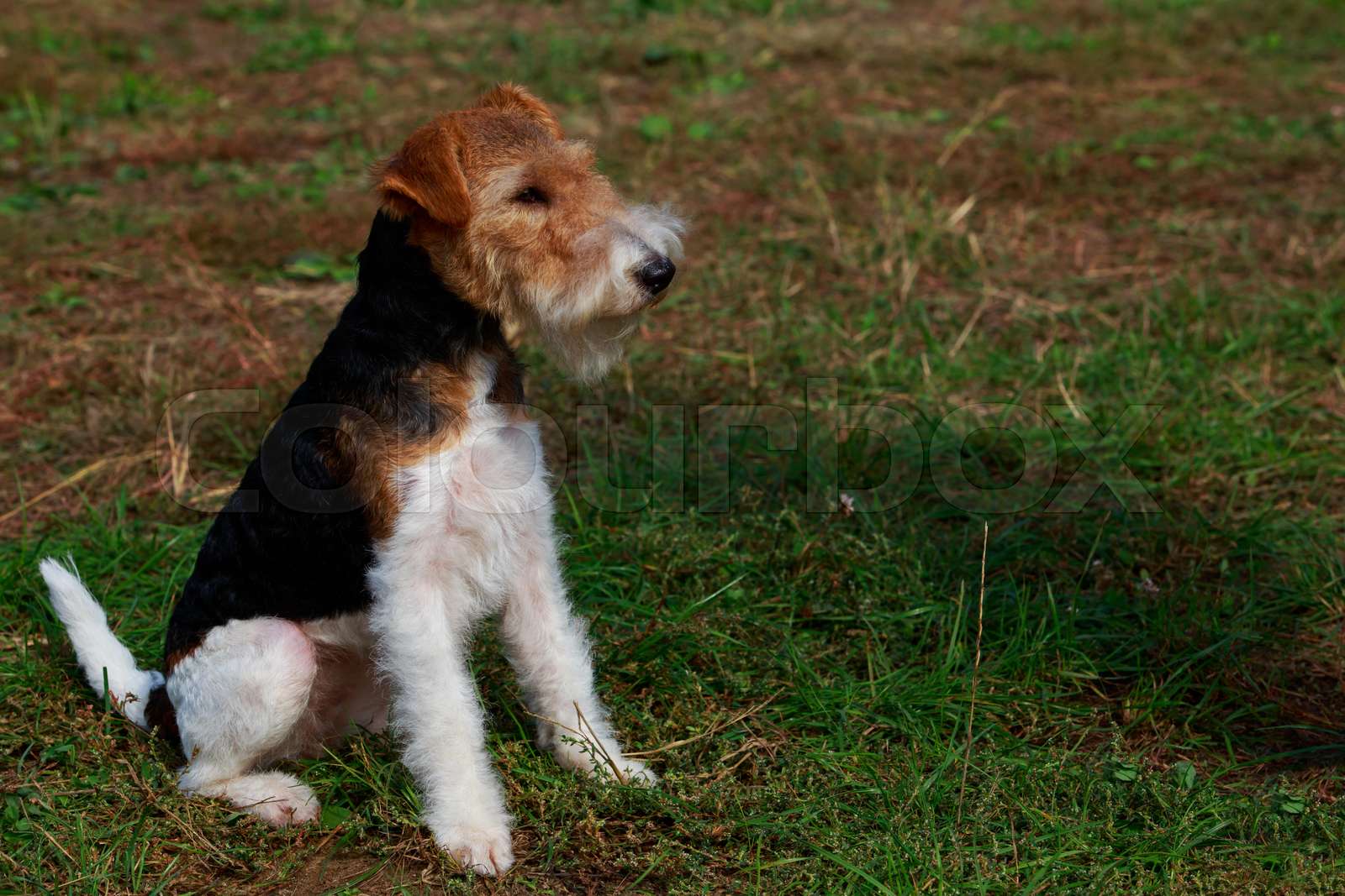 Dog breed Fox terrier | Stock image | Colourbox