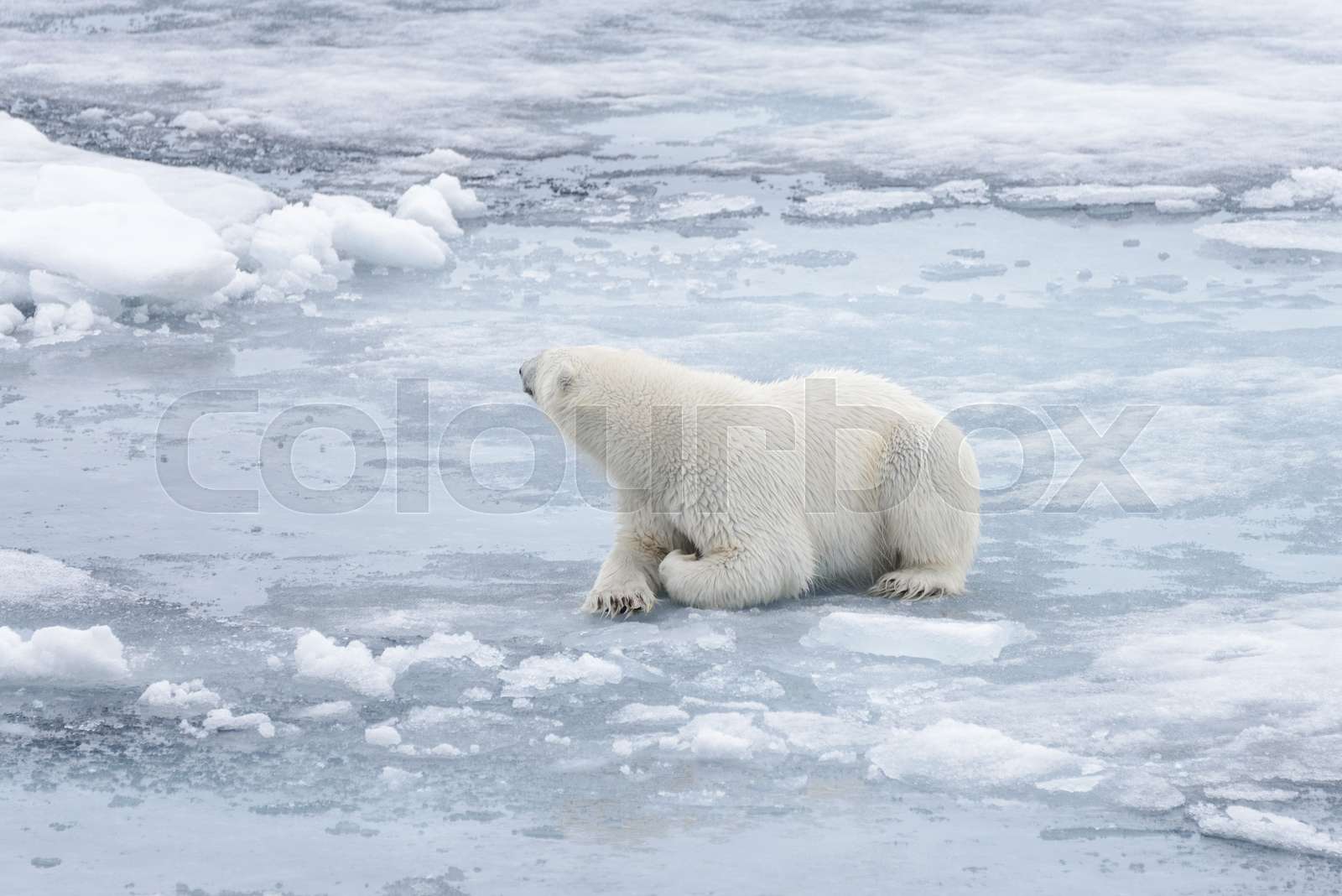Wild polar bear laying on pack ice | Stock image | Colourbox