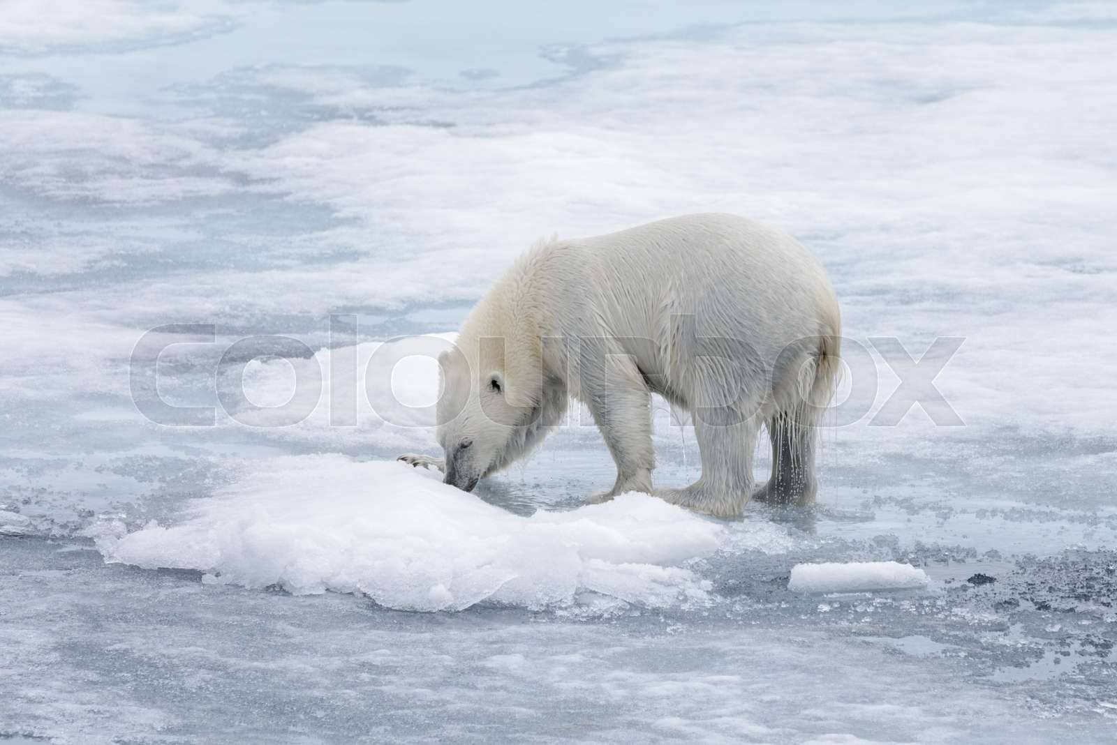Wet polar bear going on pack ice in Arctic sea | Stock image | Colourbox