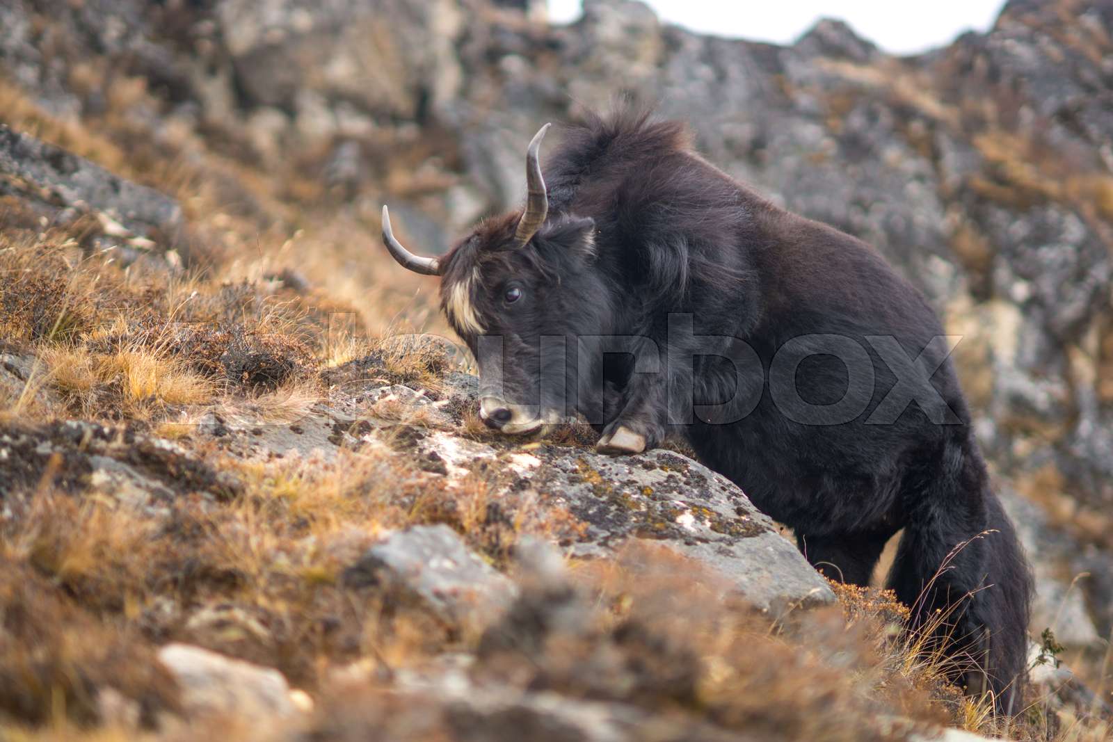Yak or nak pasture on grass hills in Himalayas | Stock image | Colourbox