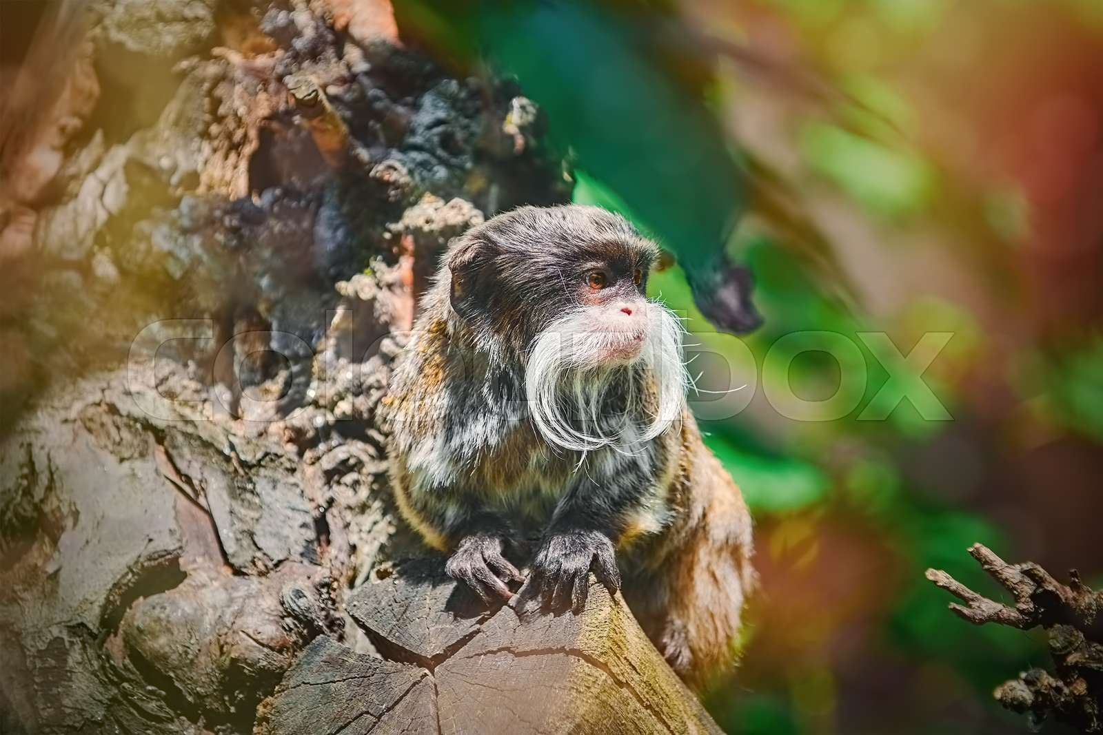 Emperor Tamarin (Saguinus Imperator) | Stock image | Colourbox