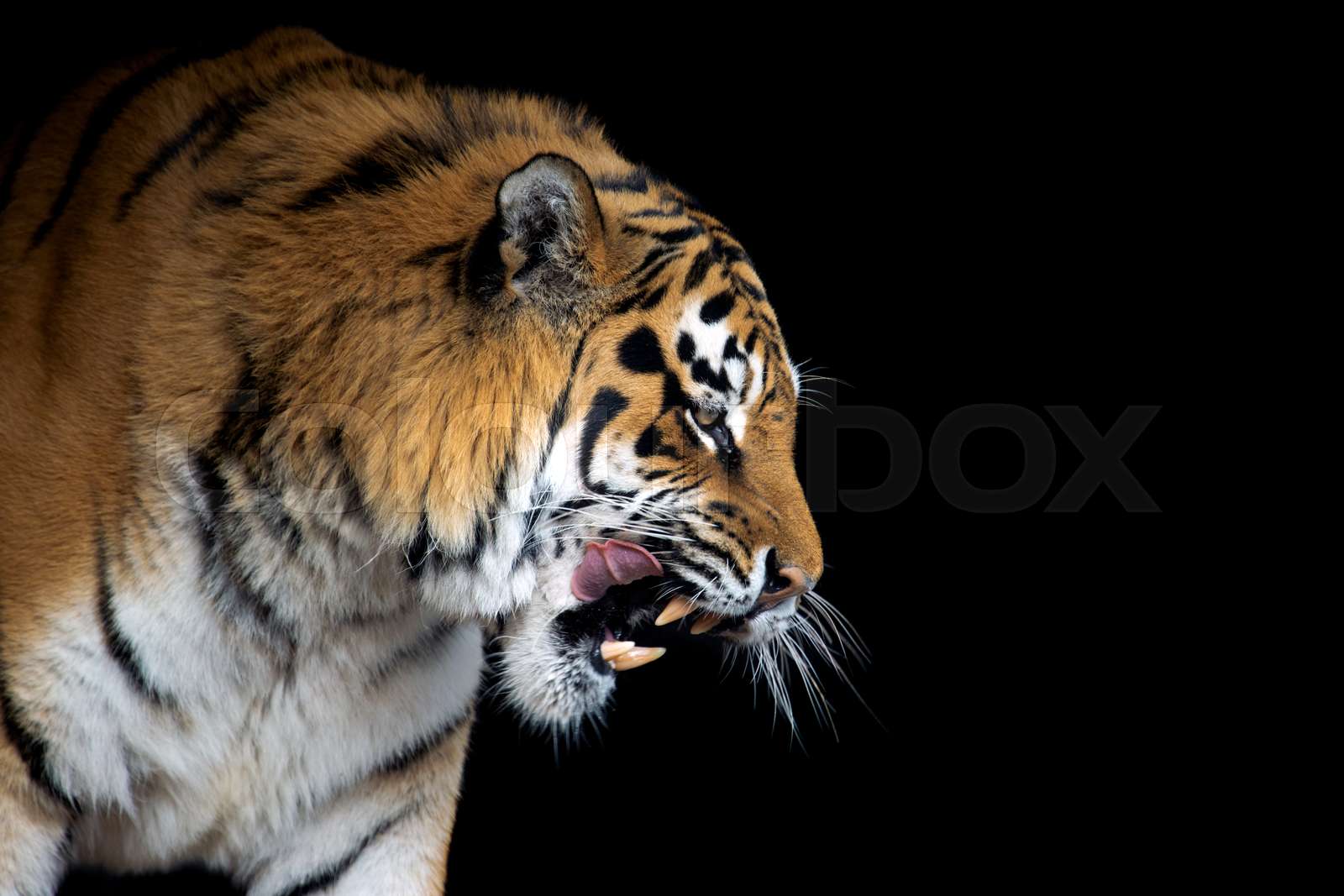 tiger, dyr, kat | Stock foto | Colourbox