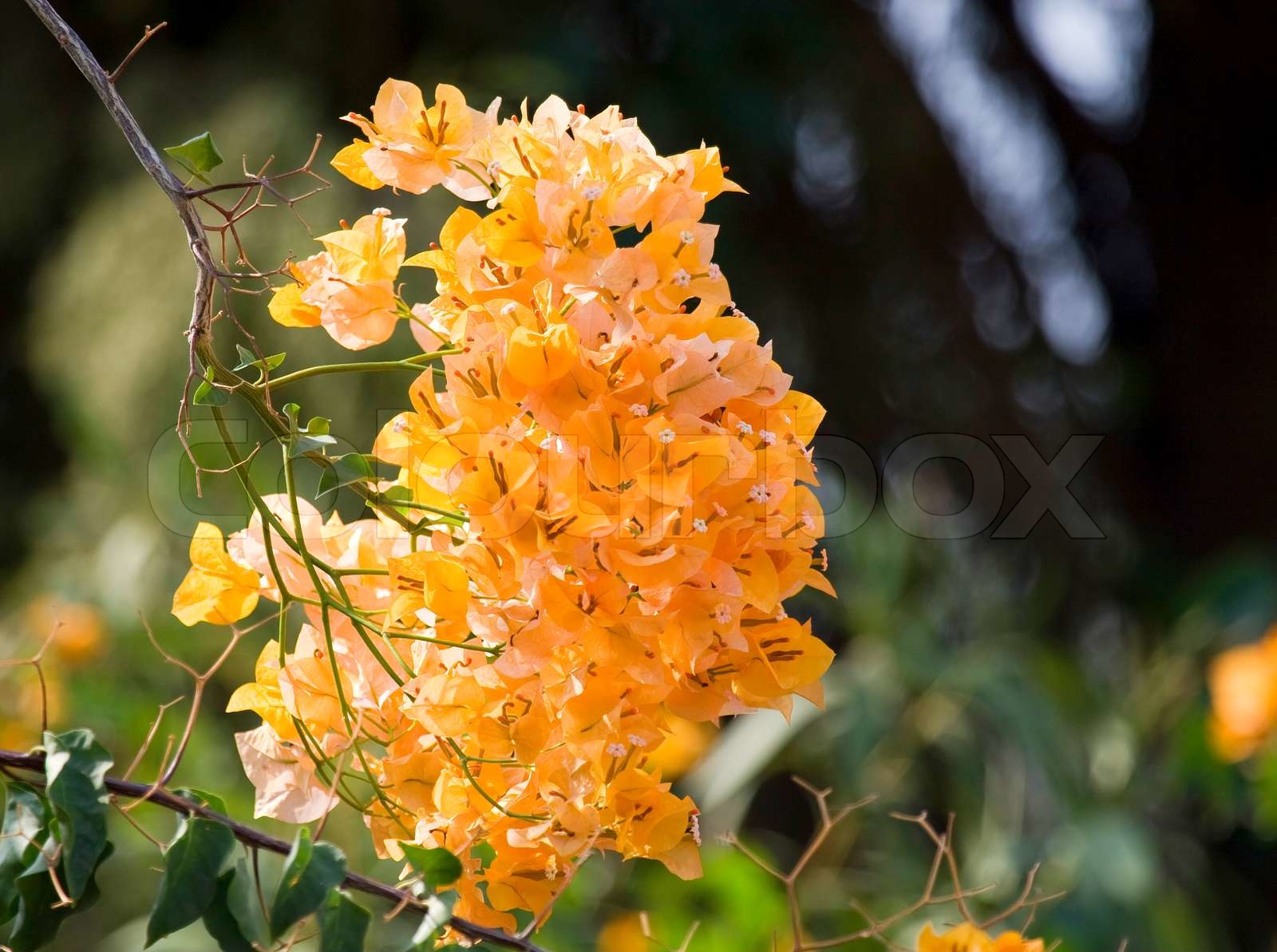 Flowers of Israel | Stock Bild | Colourbox
