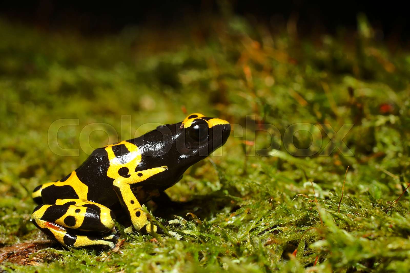 Bumblebee Poison Dart frog | Stock image | Colourbox