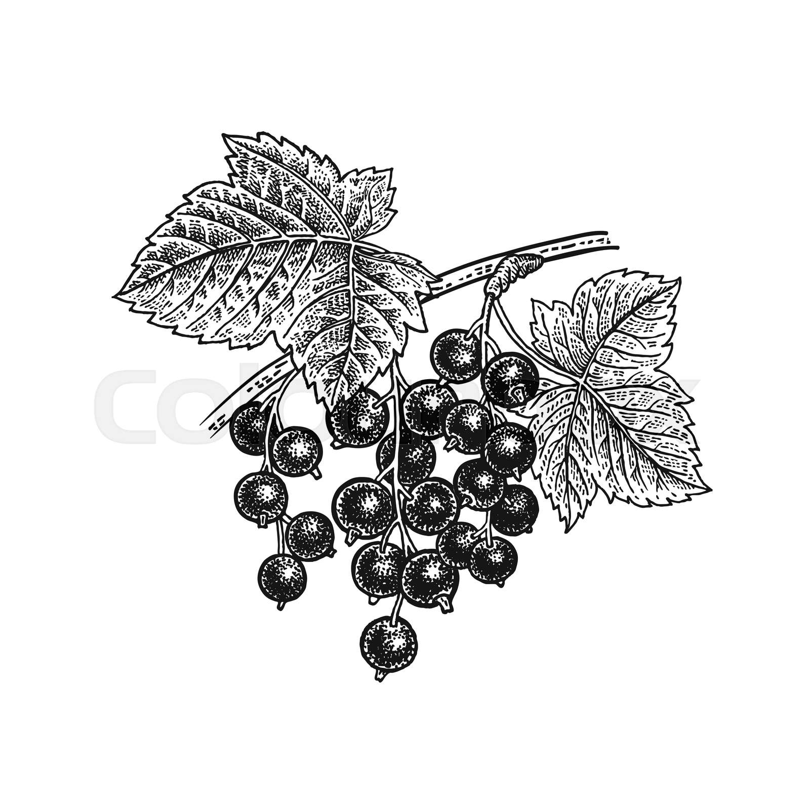 Black currant. Realistic hand drawing. | Stock vector | Colourbox
