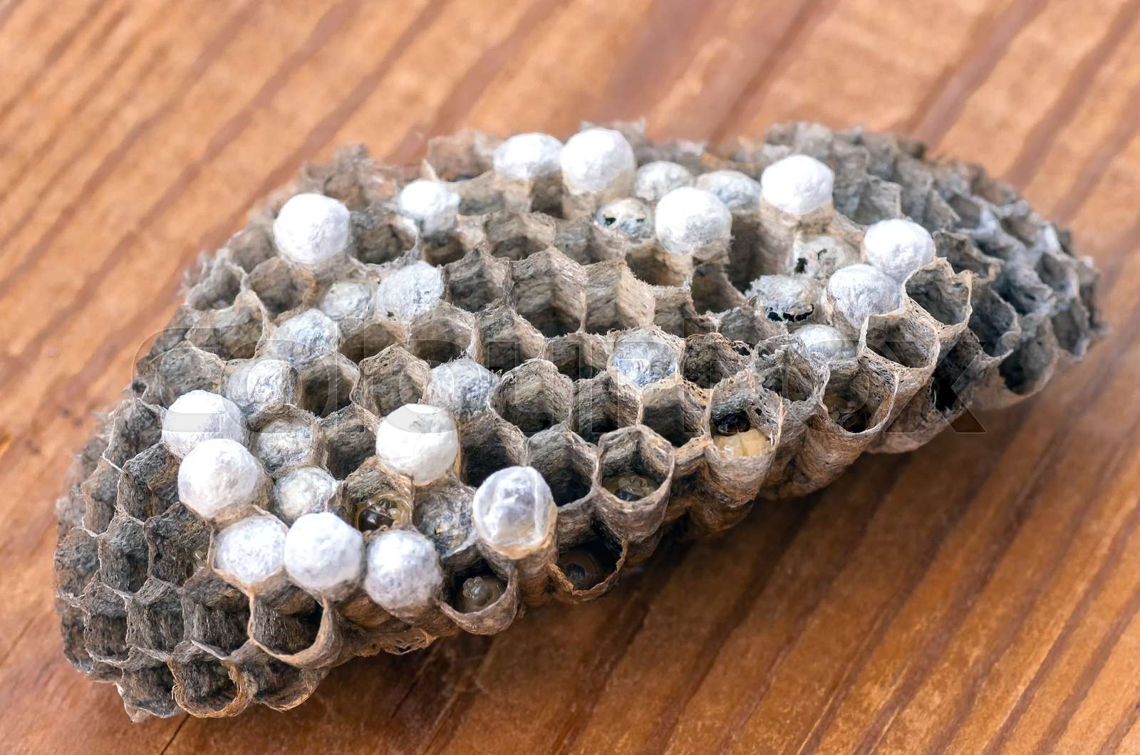 wasp nest with larvae, honeycomb wasp, closeup | Stock image | Colourbox