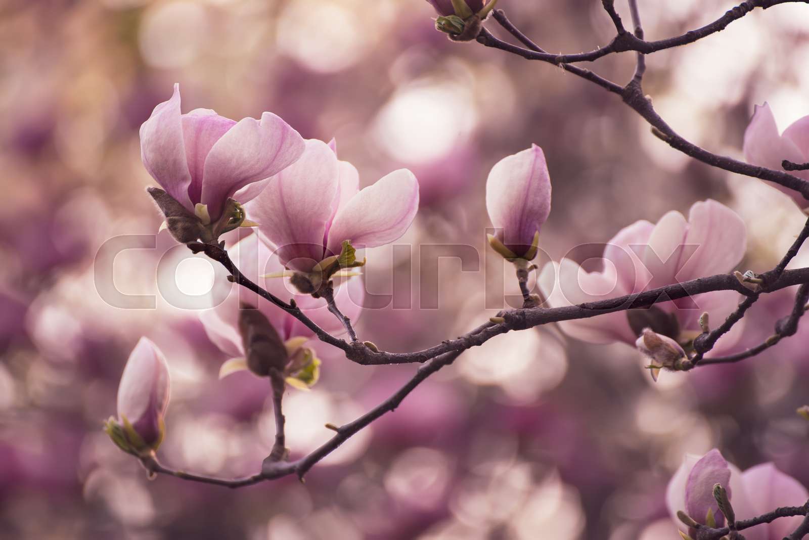 Magnolia spring flowers | Stock image | Colourbox
