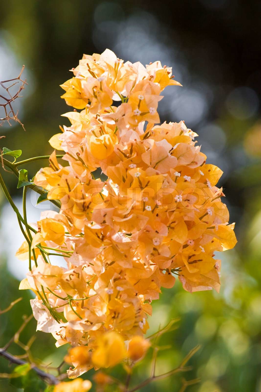 Beautiful flowers of Israel | Stock image | Colourbox