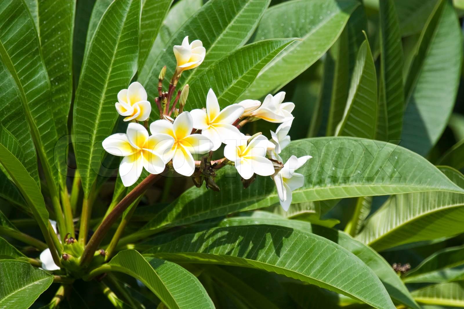 Beautiful flowers of Israel | Stock image | Colourbox