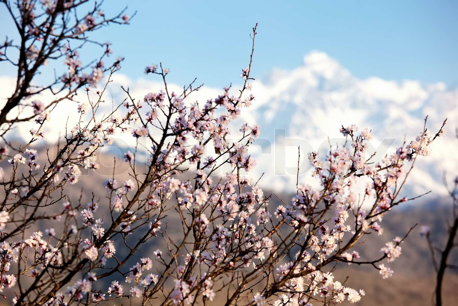 Blooming wild apricot tree | Stock image | Colourbox