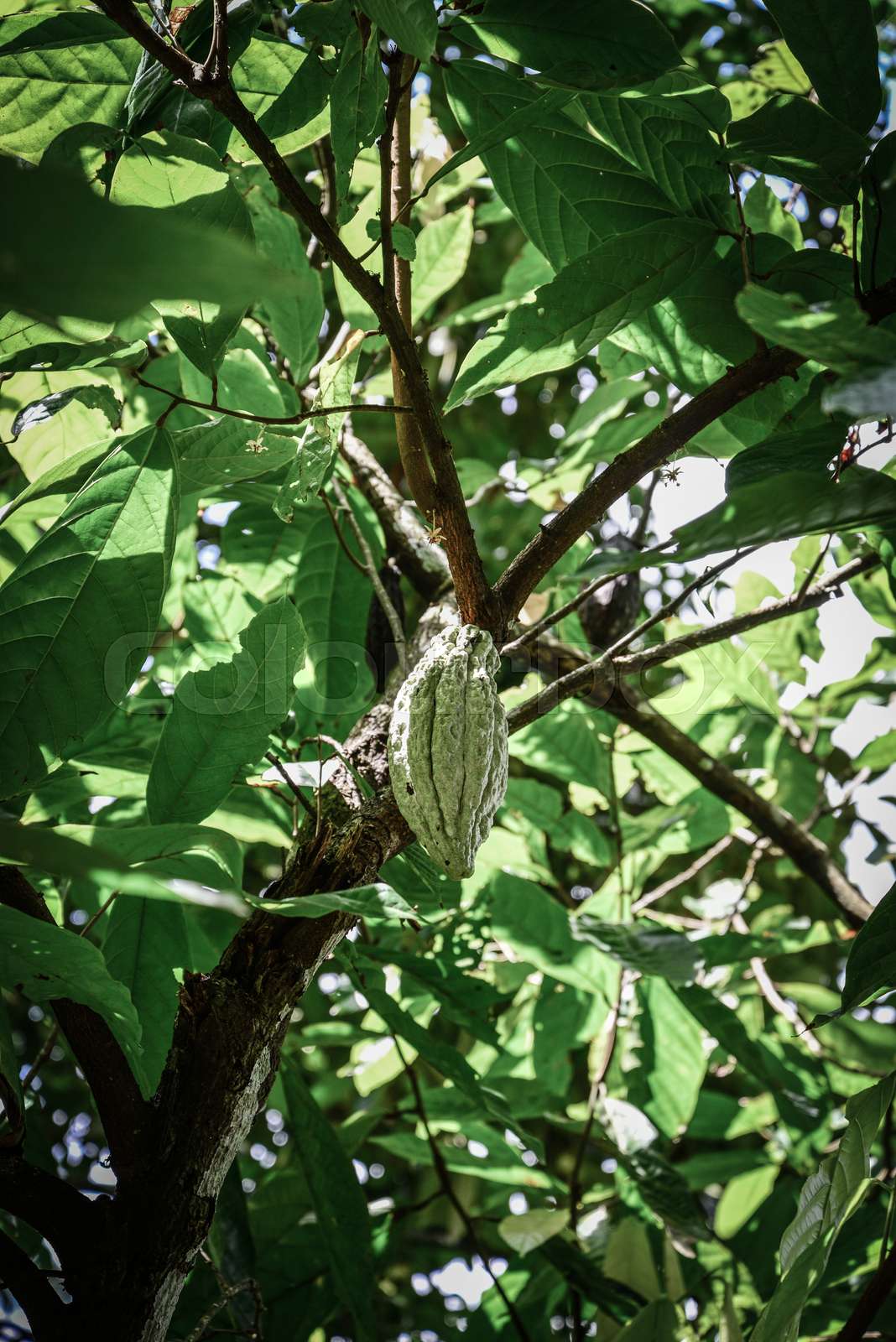 Green Cocoa Pod Stock Image Colourbox