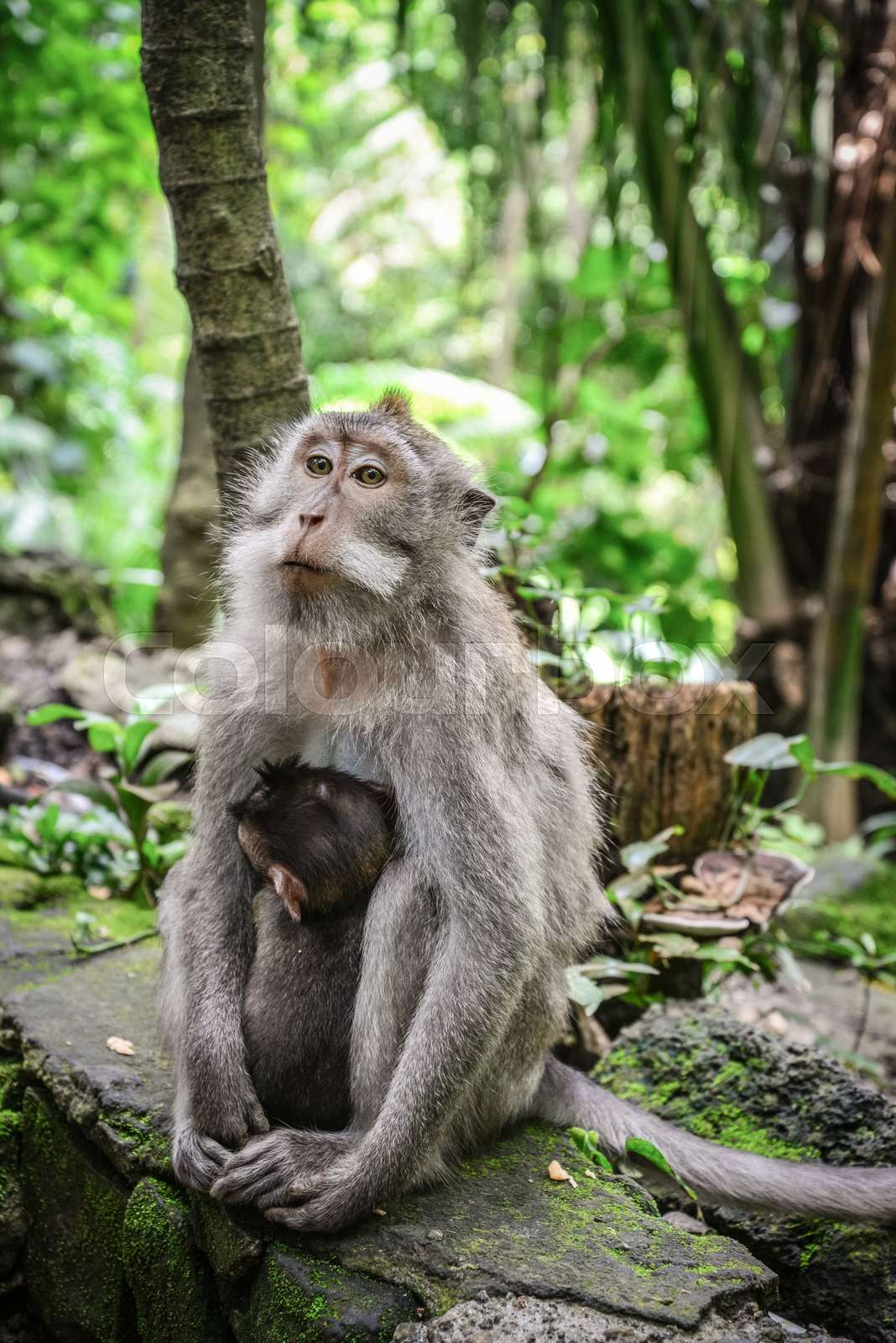 Mother and baby Balinese long-tailed monkey | Stock image | Colourbox