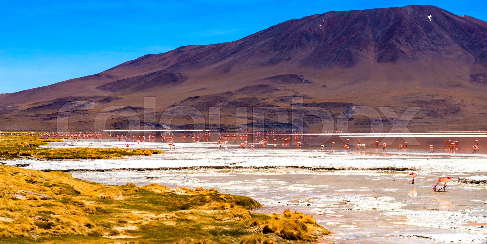 Flamingos at Colorado lagoon | Stock image | Colourbox