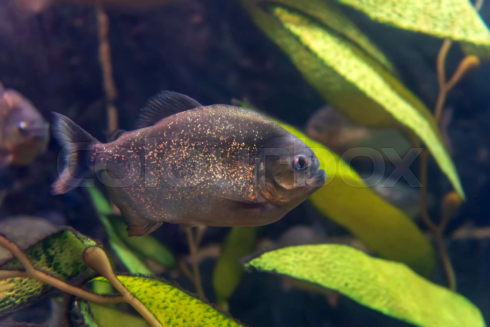 Tropical piranha fishes | Stock image | Colourbox